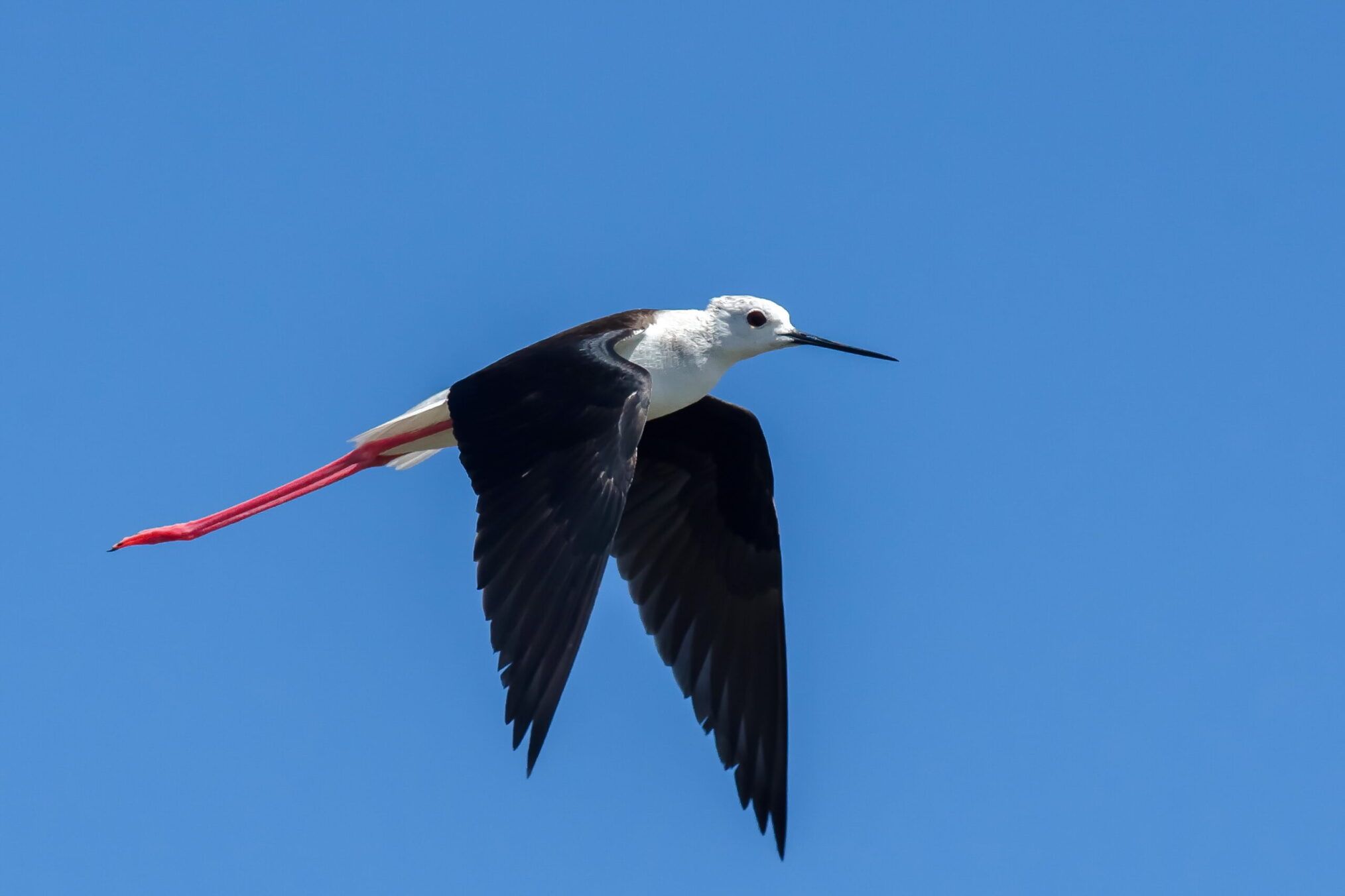 Black-winged Stilt (Himantopus himantopus) - Wild travel in Danube Delta