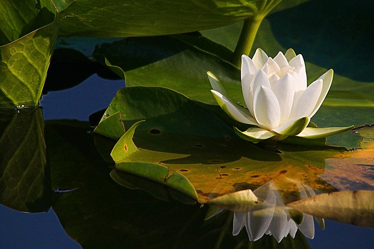 Flora - Wild travel in Danube Delta