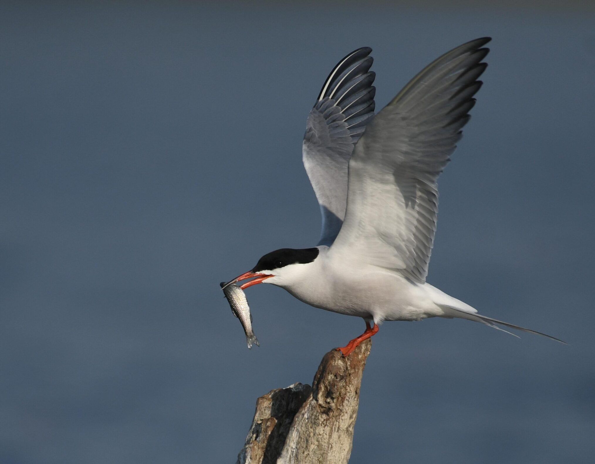 Birds of the Danube Delta - Wild travel in Danube Delta