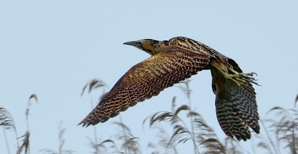 Eurasian Bittern (Botaurus stellaris) - Wild travel in Danube Delta