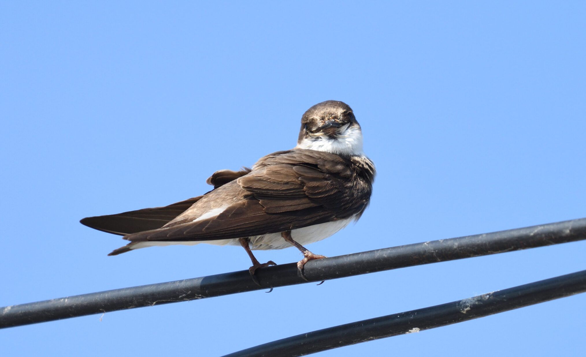 Sand Martin (Riparia riparia) - Wild travel in Danube Delta