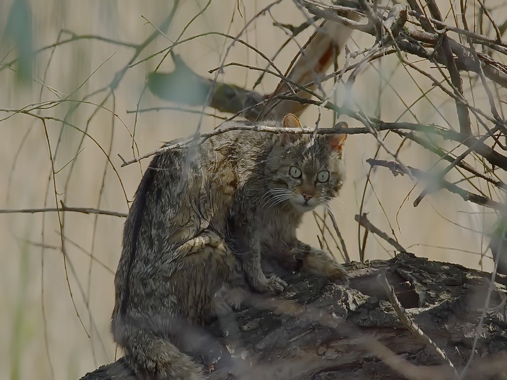 Wild cat (Felis silvestris) - Wild travel in Danube Delta