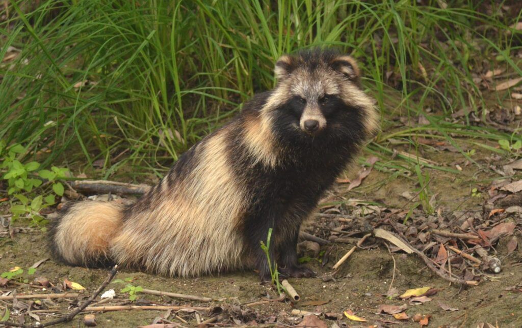 Chien viverrin( Nyctereutes procyonoides ) - Voyage sauvage dans le ...