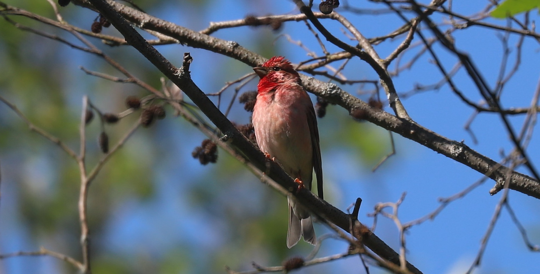 Common rosefinch (Carpodacus erythrinus ) - Wild travel in Danube Delta