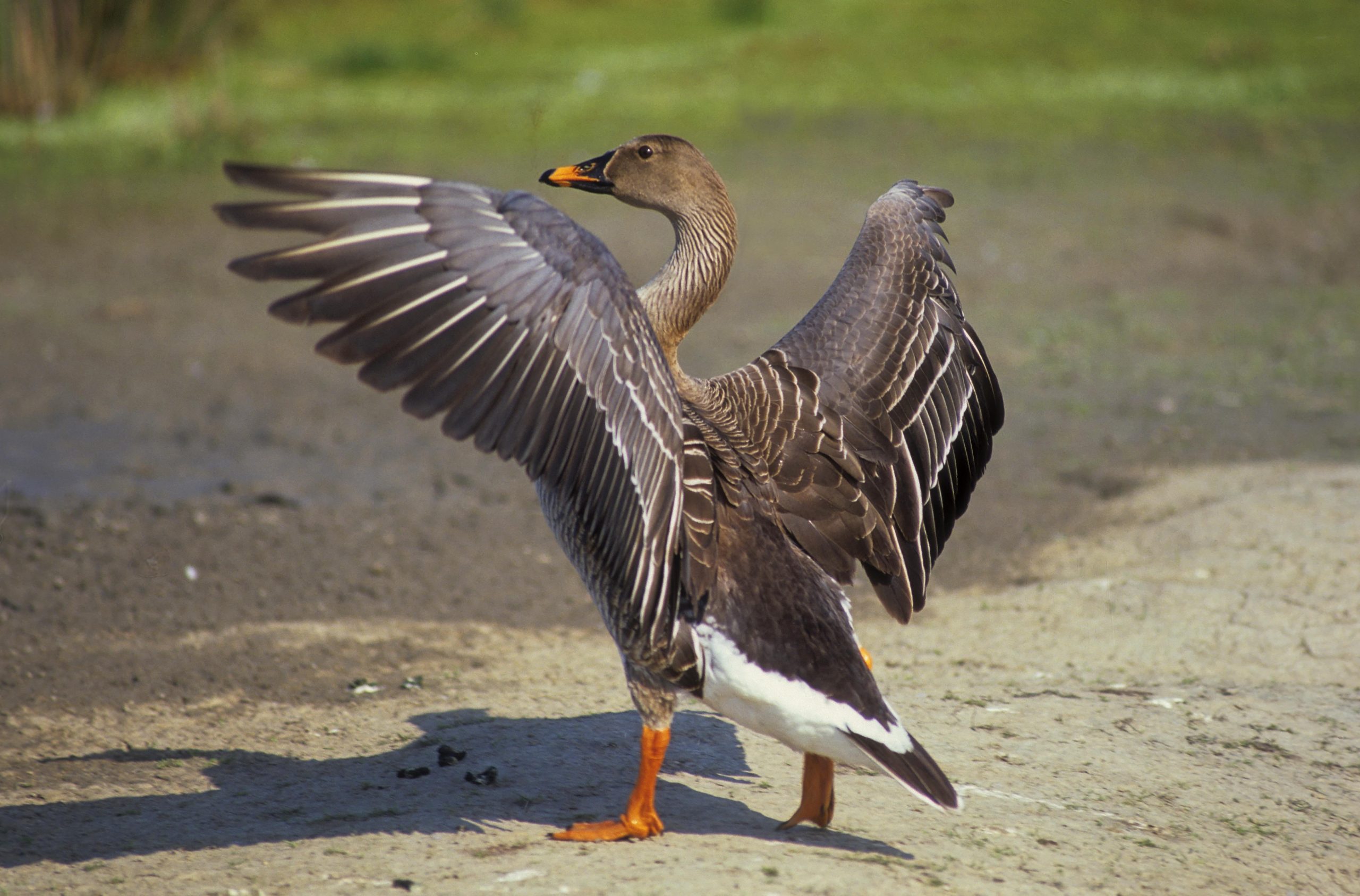 Taiga bean goose (Anser fabalis) - Wild travel in Danube Delta