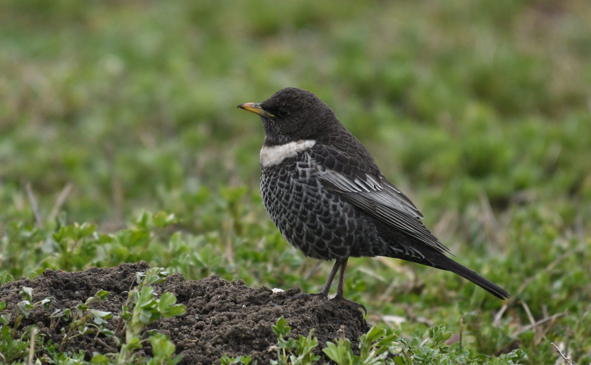 Ring ouzel (Turdus torquatus) - Wild travel in Danube Delta