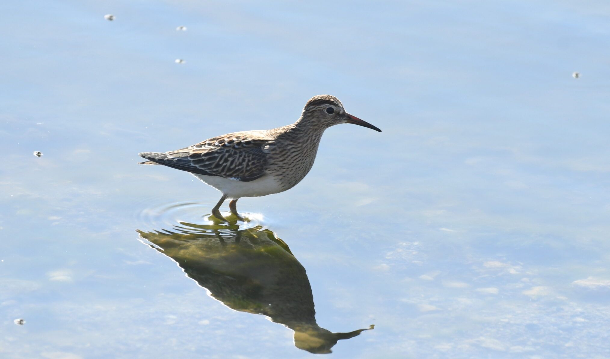 Pectoral sandpiper (Calidris melanotos) - Wild travel in Danube Delta