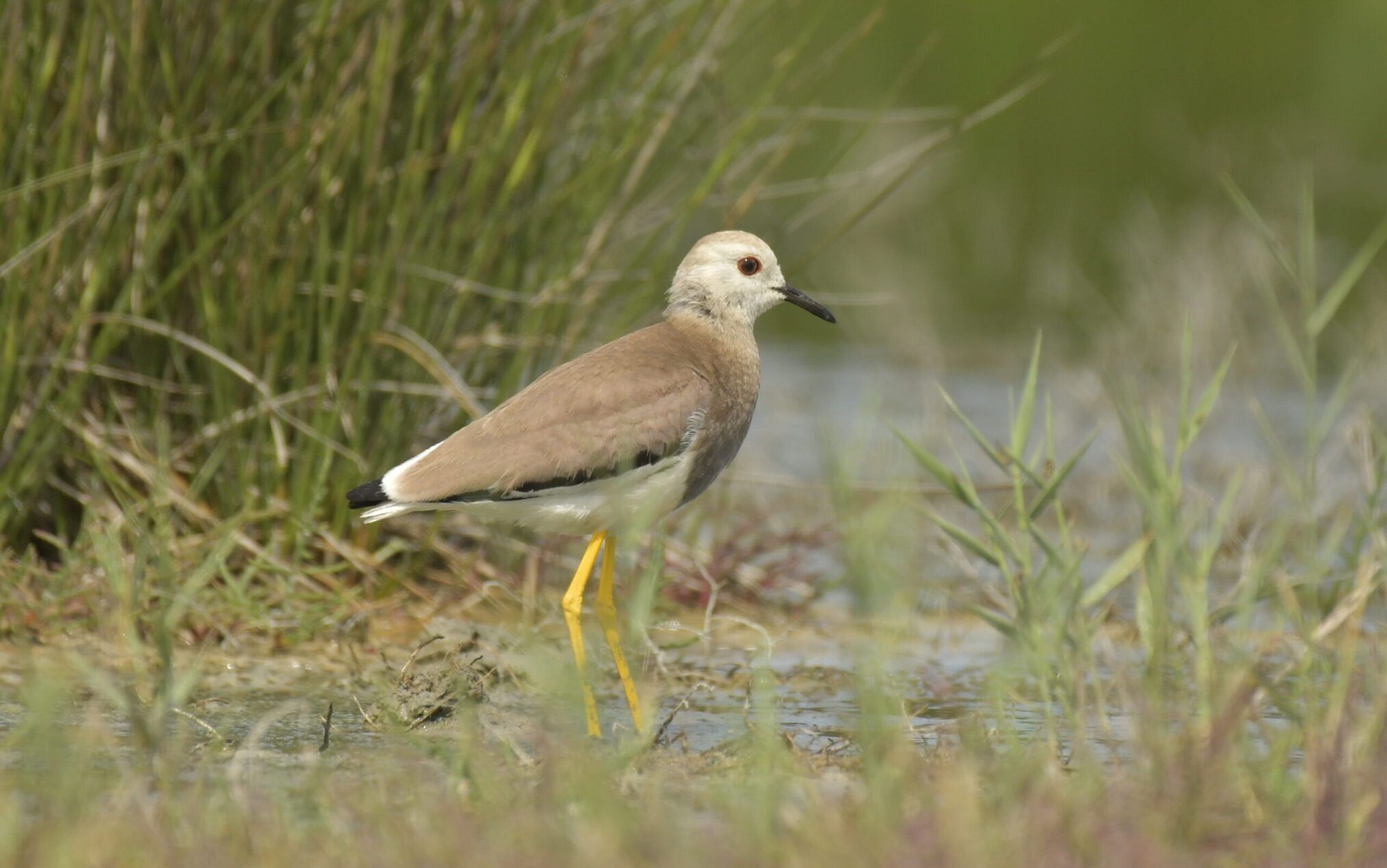 White-tailed lapwing (Vanellus leucurus) - Wild travel in Danube Delta