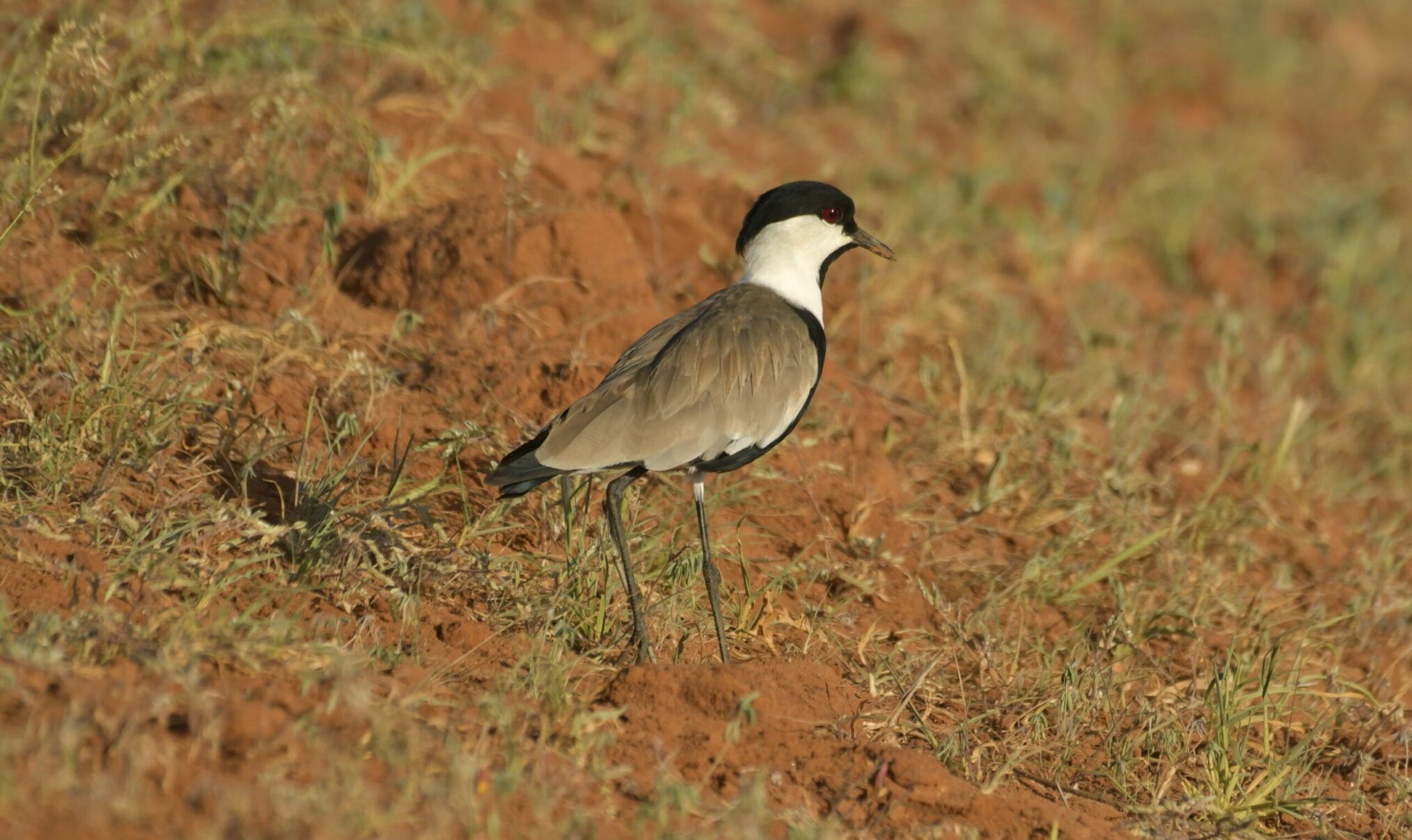 Spur-winged lapwing - (Vanellus spinosus) - Wild travel in Danube Delta