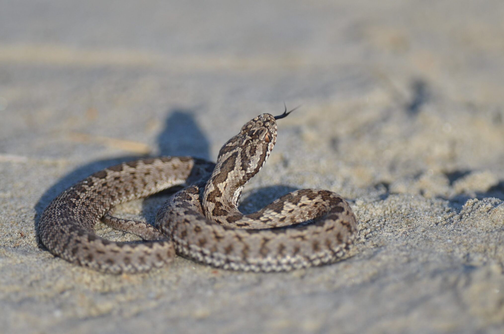 Meadow viper - Vipera ursinii - Wild travel in Danube Delta