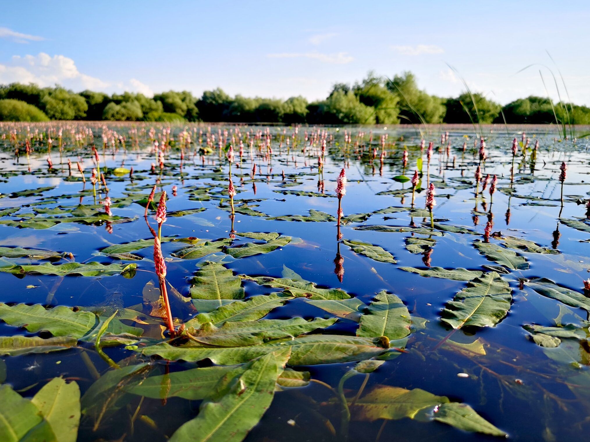 Wild Travel in Danube Delta: Explore the Beauty of Nature