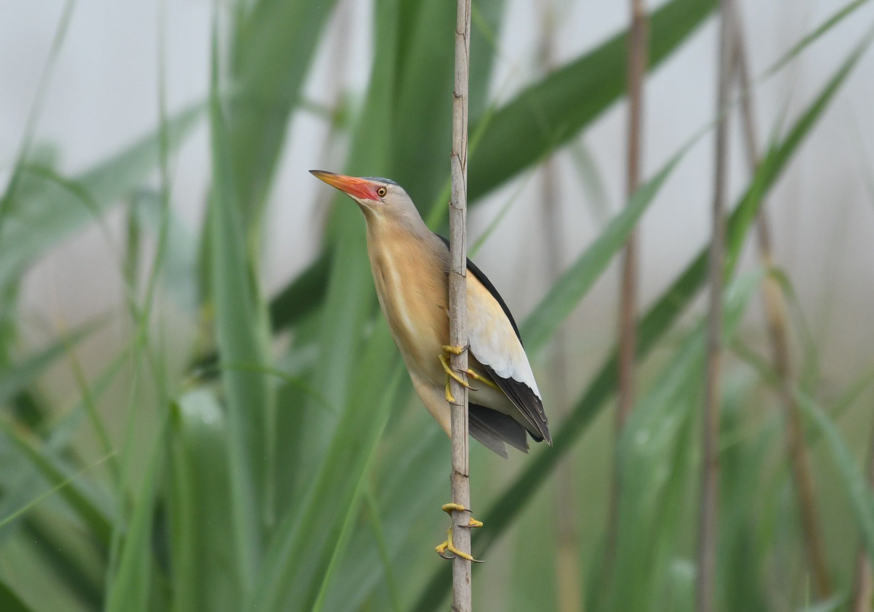Little Bittern (Ixobrychus minutus) - Wild travel in Danube Delta
