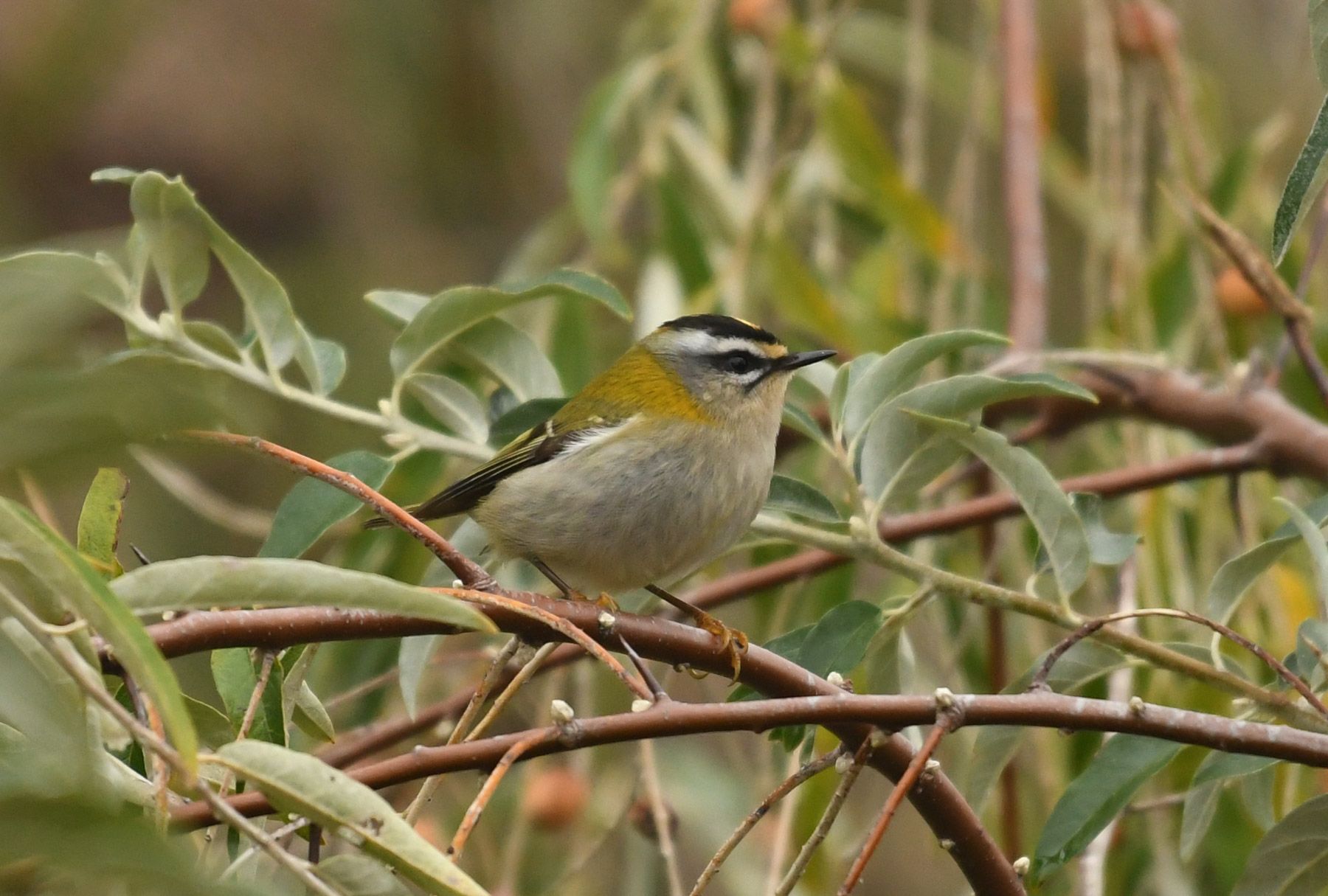 Common firecrest (Regulus ignicapillus ) - Wild travel in Danube Delta