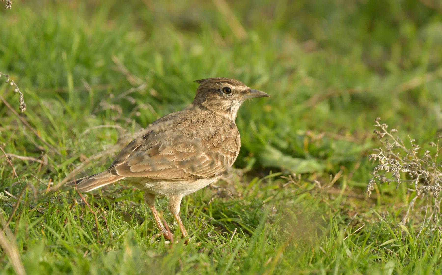 Eurasian Skylark (Alauda arvensis) - Wild travel in Danube Delta
