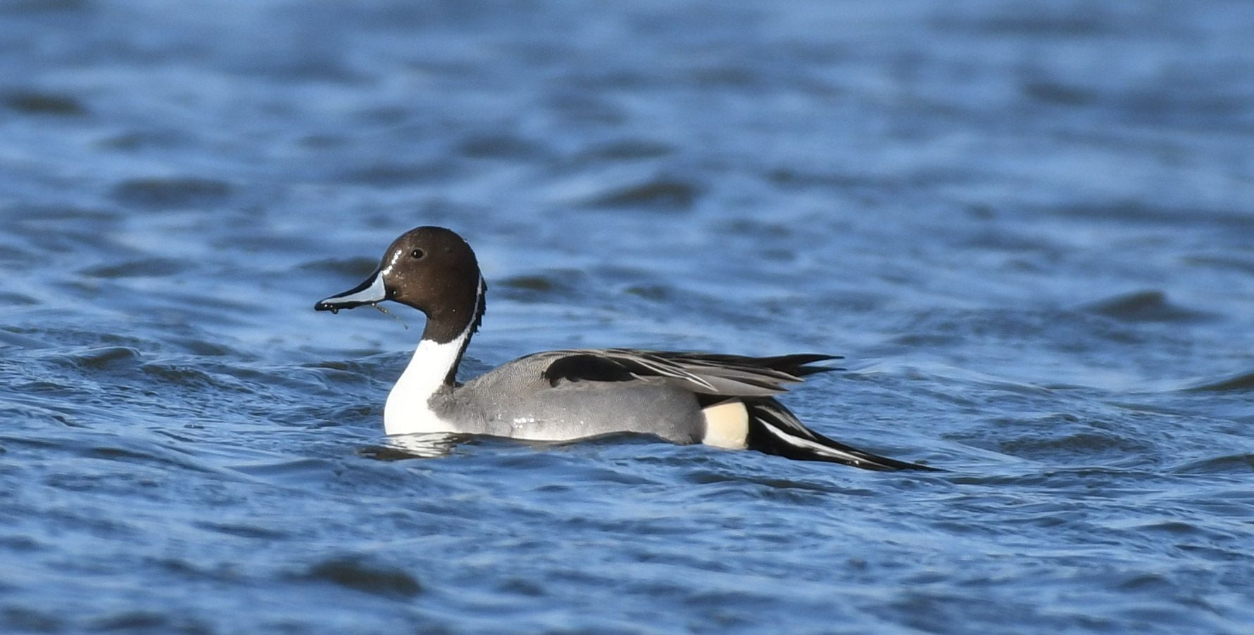 Pintail (Anas acuta) - Wild travel in Danube Delta