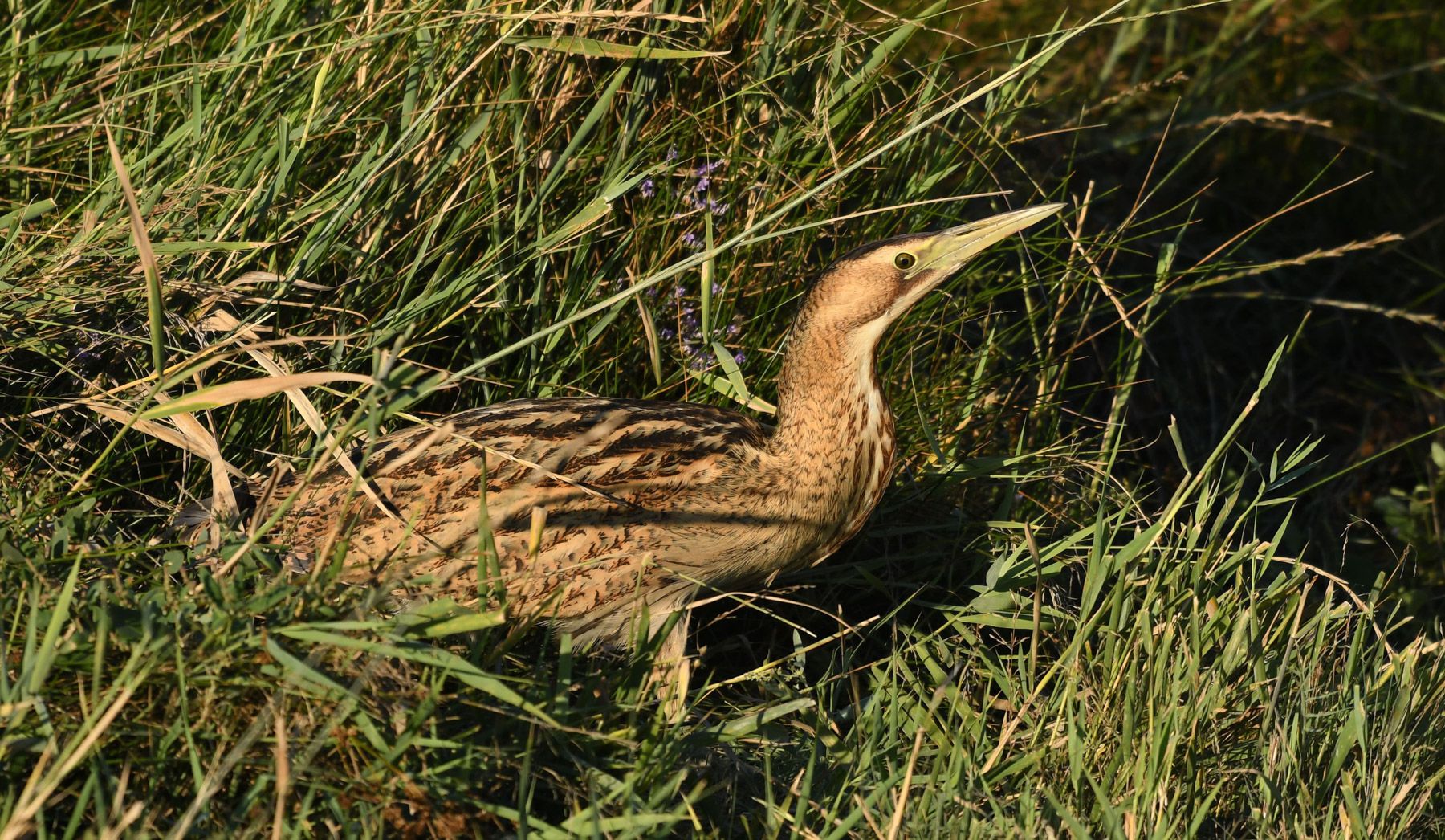 Eurasian Bittern (Botaurus stellaris) - Wild travel in Danube Delta