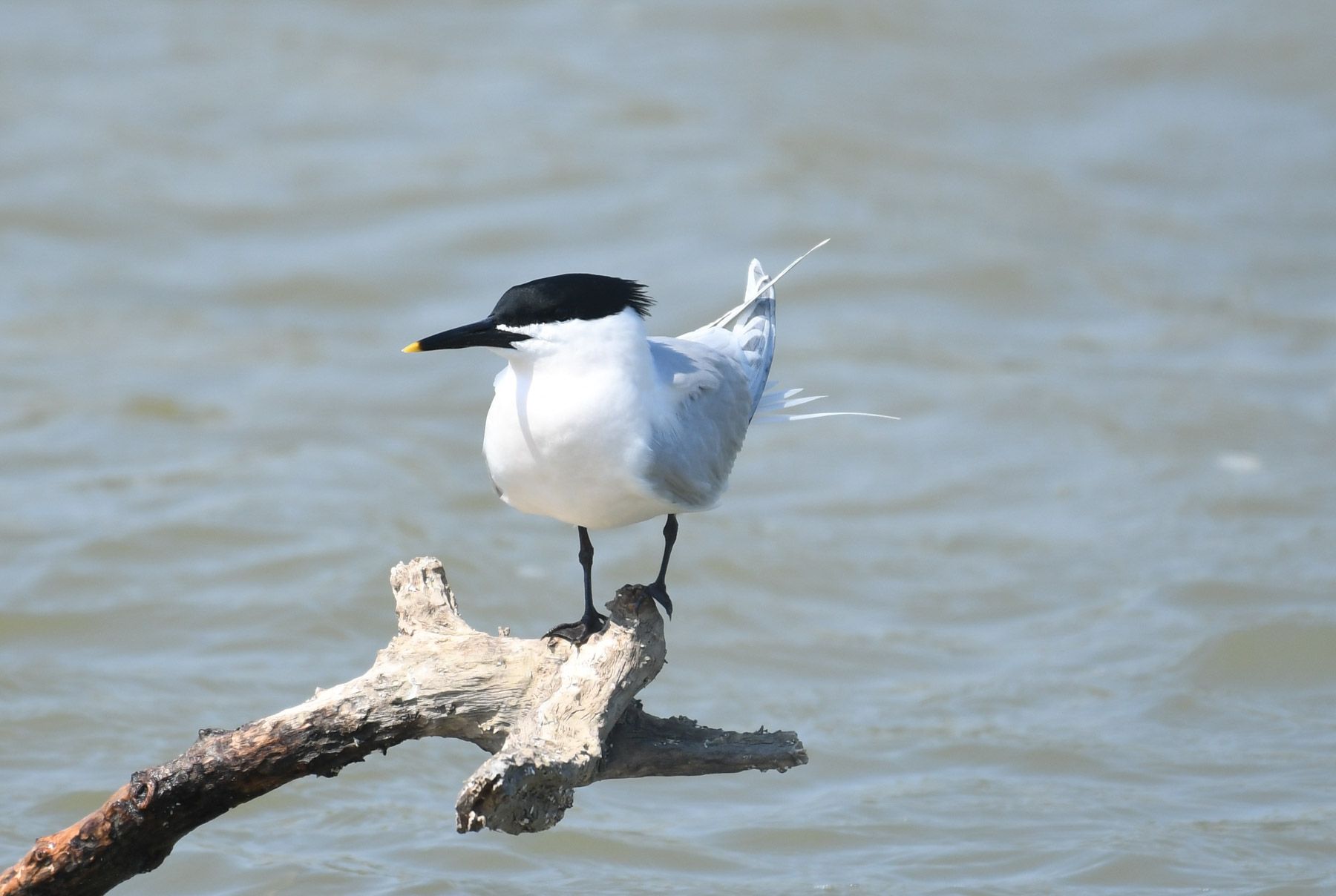 Sandwich tern (Sterna sandvicensis) - Wild travel in Danube Delta