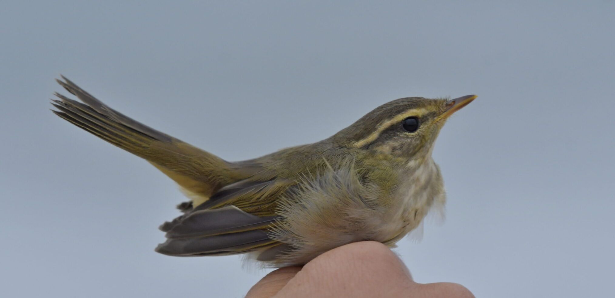 Radde's warbler - Phylloscopus schwarzi - Wild travel in Danube Delta