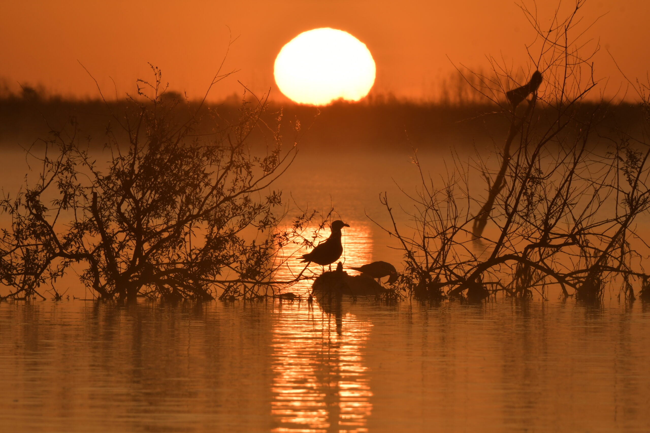 17 - 24 may 2026 Birdwatching tours in the Danube Delta - Romania ...