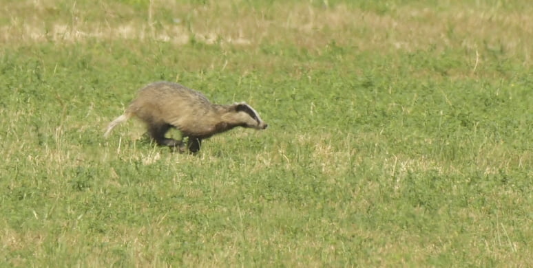 European badger - Meles meles - Wild travel in Danube Delta
