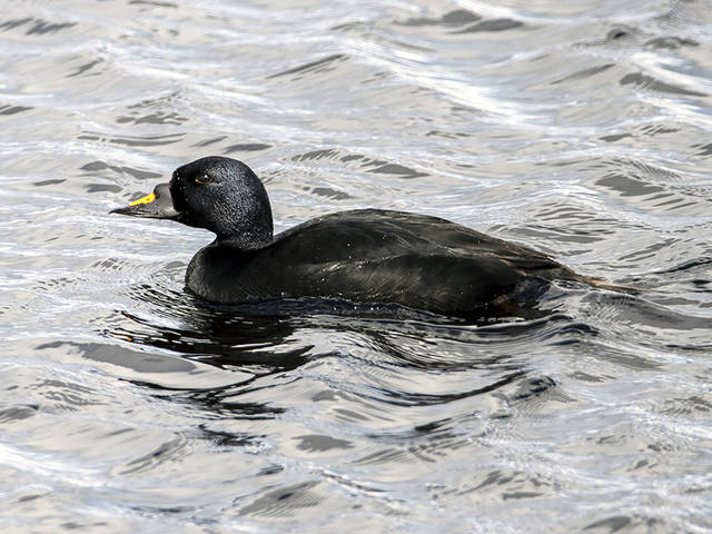 Common scoter - Melanitta nigra - Wild travel in Danube Delta